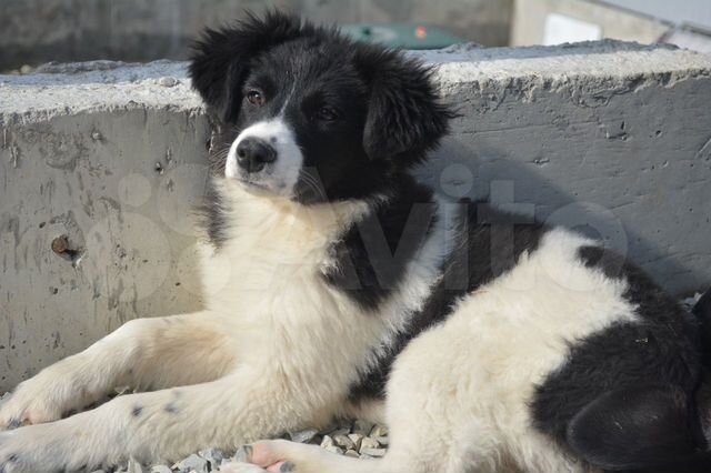 Девочка Аля ищет дом Лайка