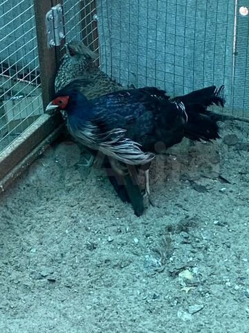 Непальский чернохохлый фазан