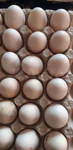 Яйцо инкубационное бойцовские порода о шамо