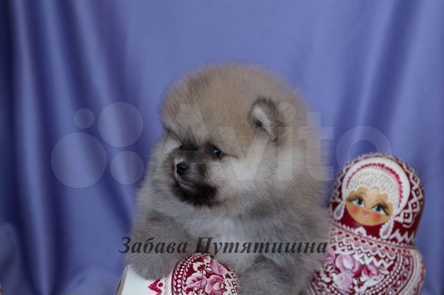 Шпицуля Мишуля