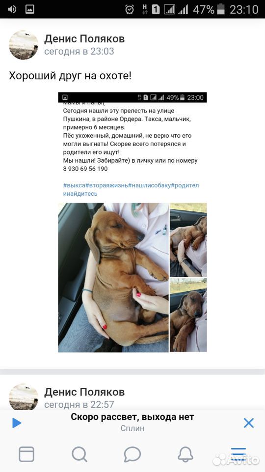 Щенок таксы.Хороший друг на охоте