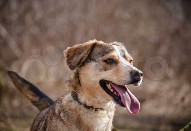 Собака Персия, 2.5 года, ласковая торпеда