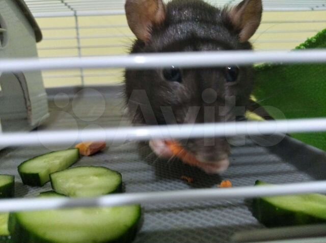 Крысы домашние, ручные