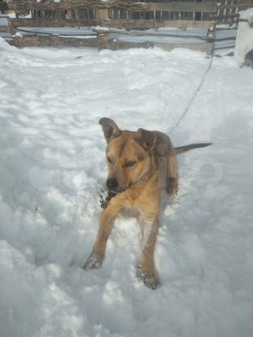 Щенок мальчик бесплатно