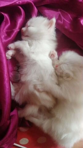 Ангорские котята