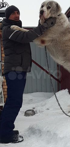Вязка алабай