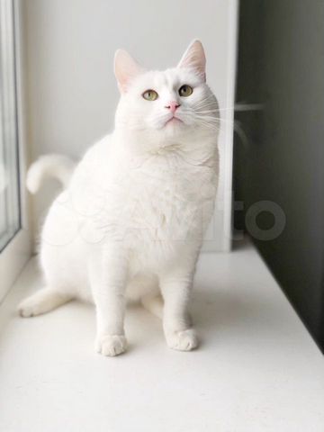 Белый кот ищет дом