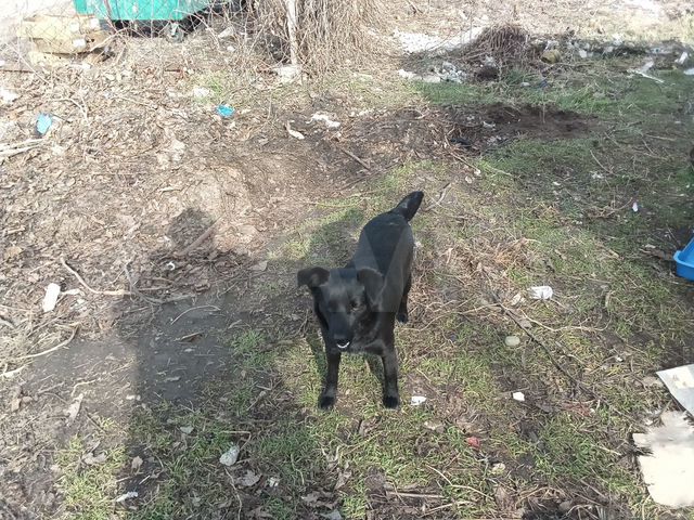 Щенки в добрые руки