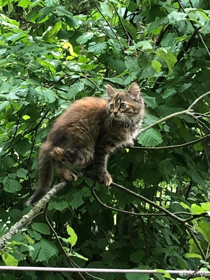 Котенок Сашка