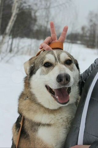 Собаку Цезаря возвращают в приют