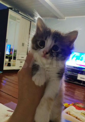 Кошки бесплатно