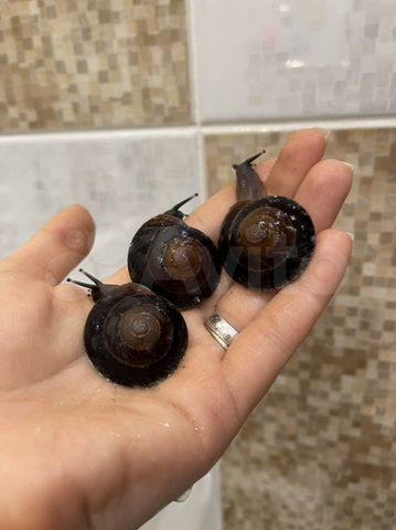 Улитки древесники Pleurodonte Excellens