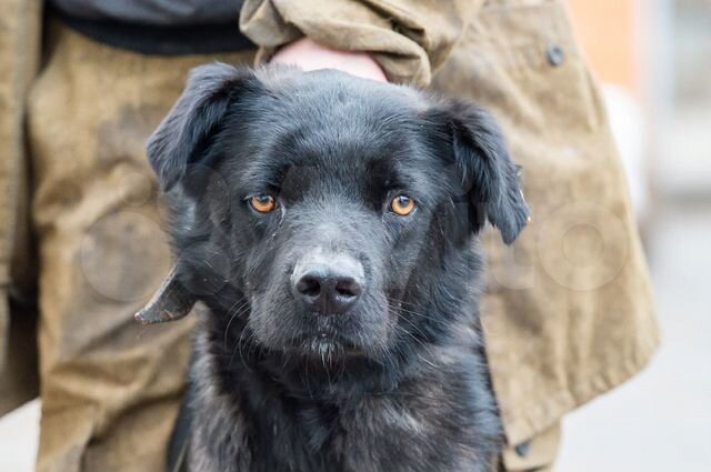 Кекс из приюта ищет дом