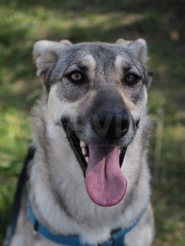 Молодая умная собака в добрые руки