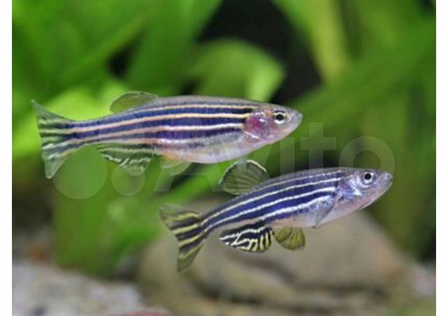 Аквариумные рыбки