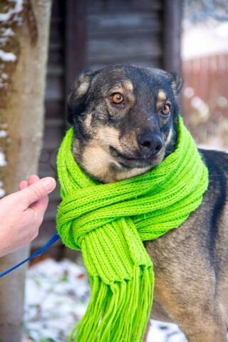 Скромняшка Элли