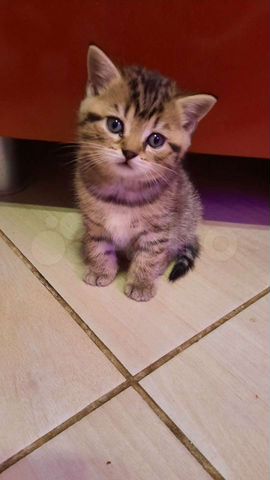 Шотландские кошечка