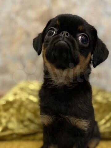 Пти-брабансон. Щенок. Мальчик