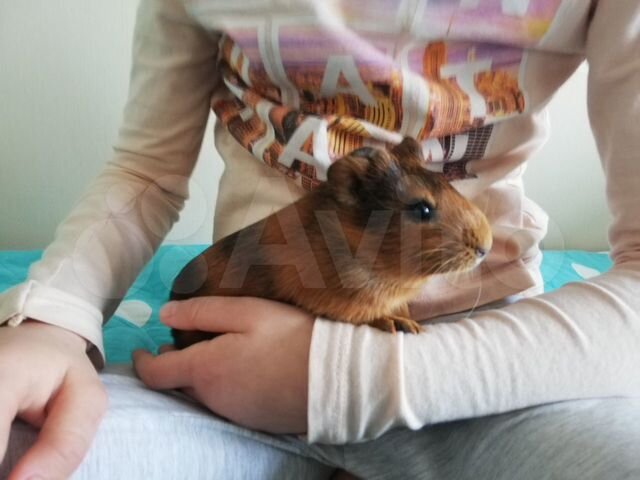 Морская свинка