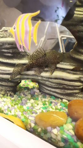 Сом анциструс