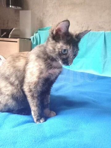 Миниатюрная Тося ждёт свою семью