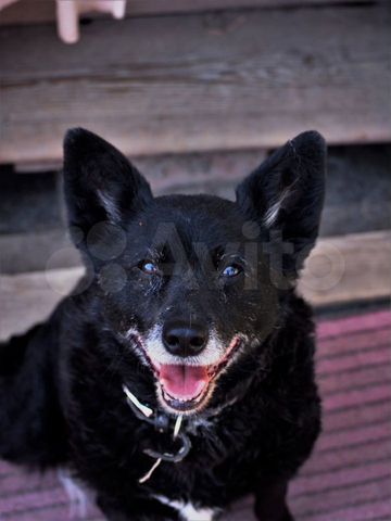 Собака в добрые руки улыбчивая Марфуша ищет дом