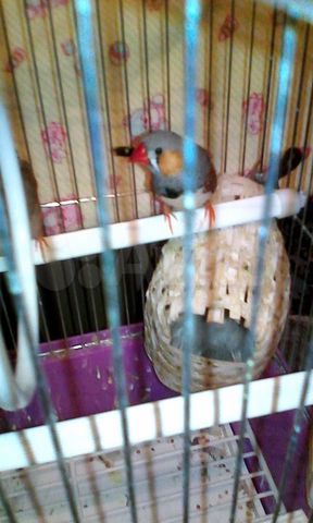 Продаются амадины птицы