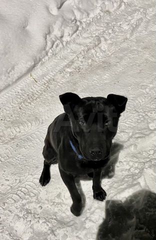 Метис стаффа