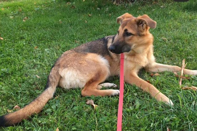 Собака Панда