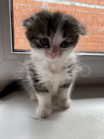 Котёнок девочка