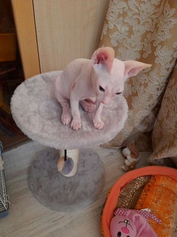 Кошечка породы донской сфинкс