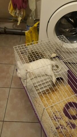 Белый кролик