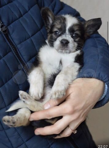 Малыш щенок будет ниже колена