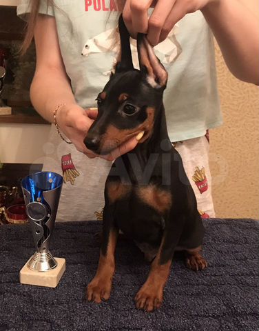 Предлагаем мальчика цвергпинчера питомник Тень Лун