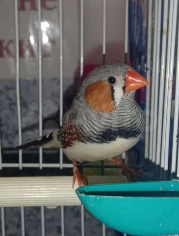 Амадина зебровая