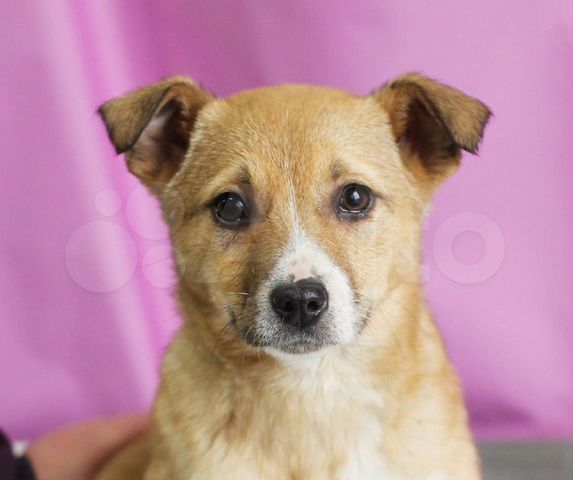 Милая Кнопка ждет хозяина