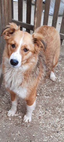 Собака в добрые руки