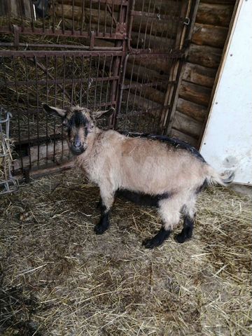 Зааненские козы дойные