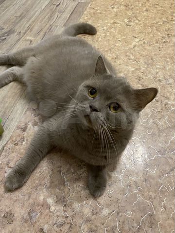 Британская