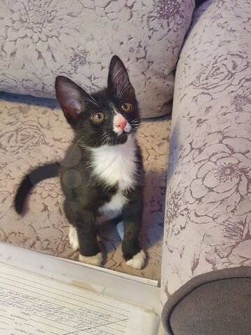 Котёнок Митя в добрые руки