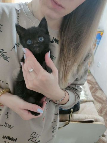 Домашние животные кошки