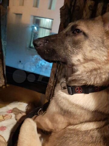 Щенок Малинуа