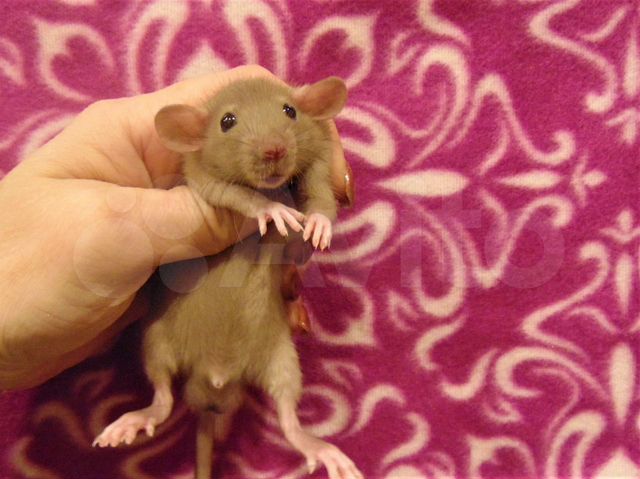 Крысята дамбо от заводчика, клетки