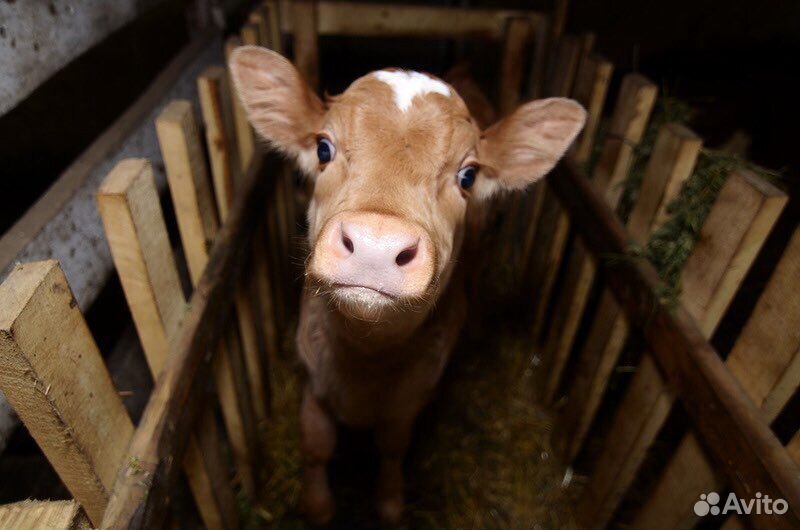 Первотёлка с телёнком