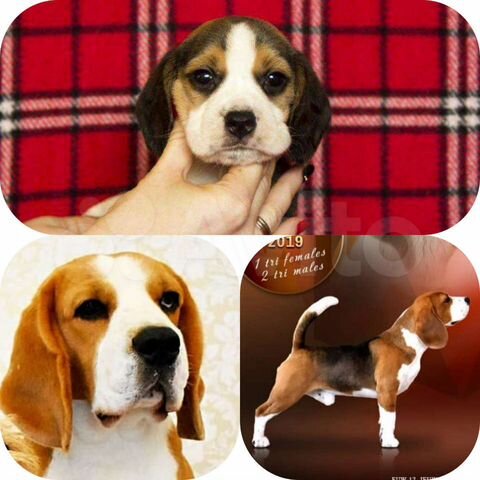 Щенки биглььььь