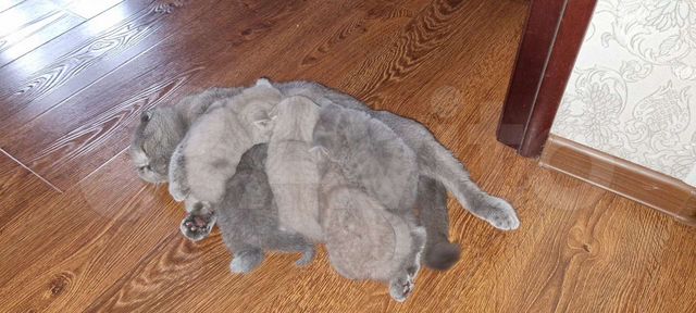 Шотландские котята